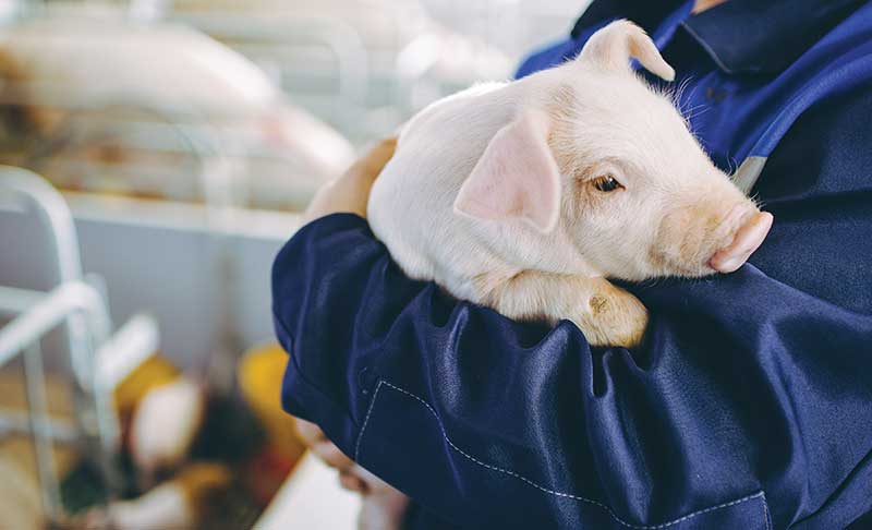 Les actualités du secteur porcin | Unoria Coopérative