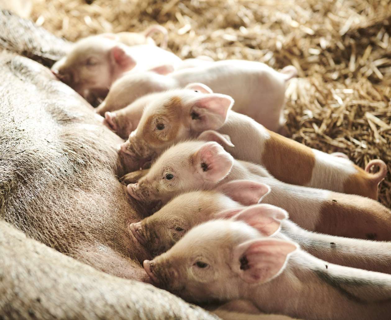 Les actualités du secteur porcin | Unoria Coopérative